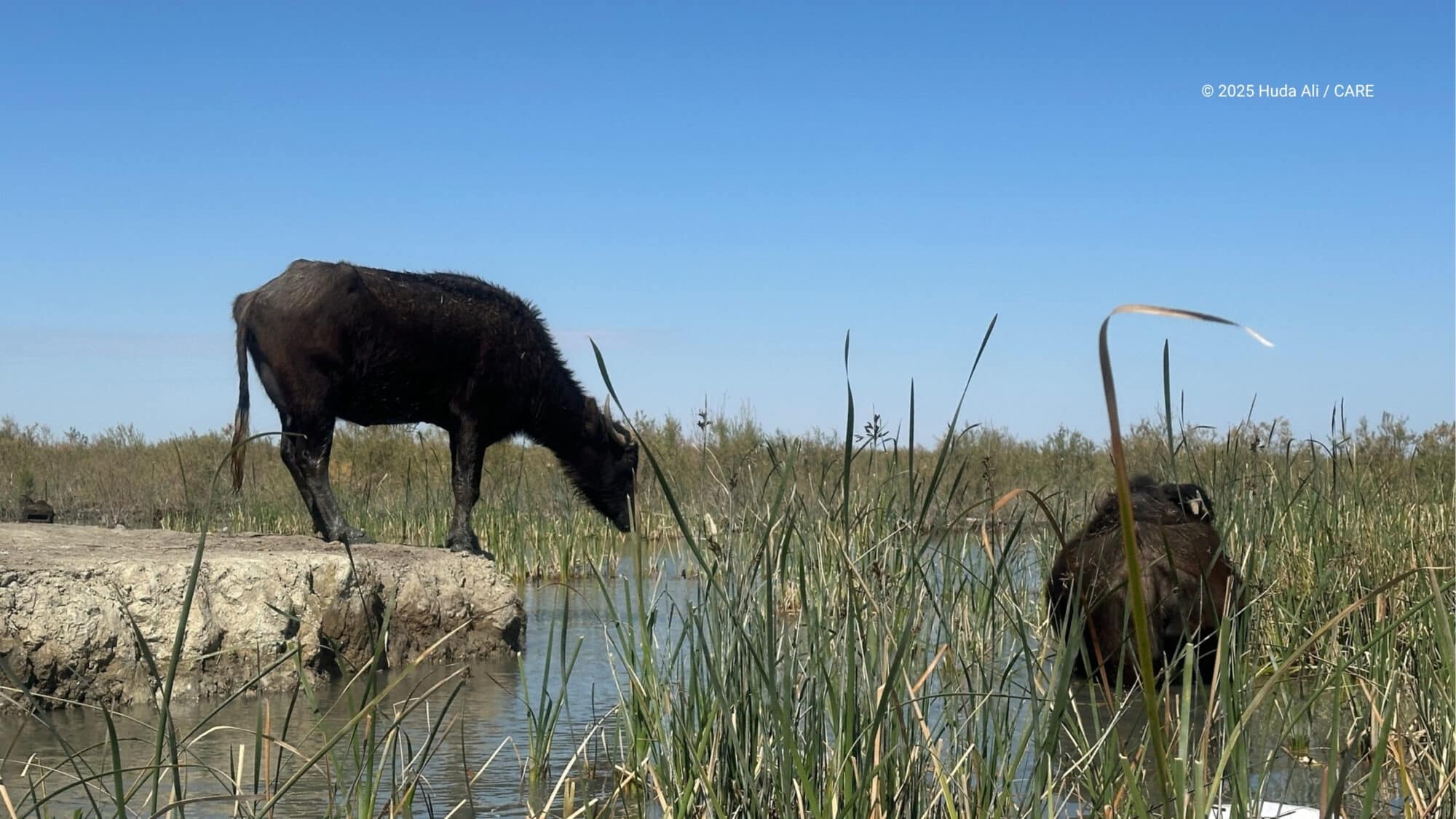 "There is No Life Without Water”: Voices from Iraq’s Dying Marshes ...