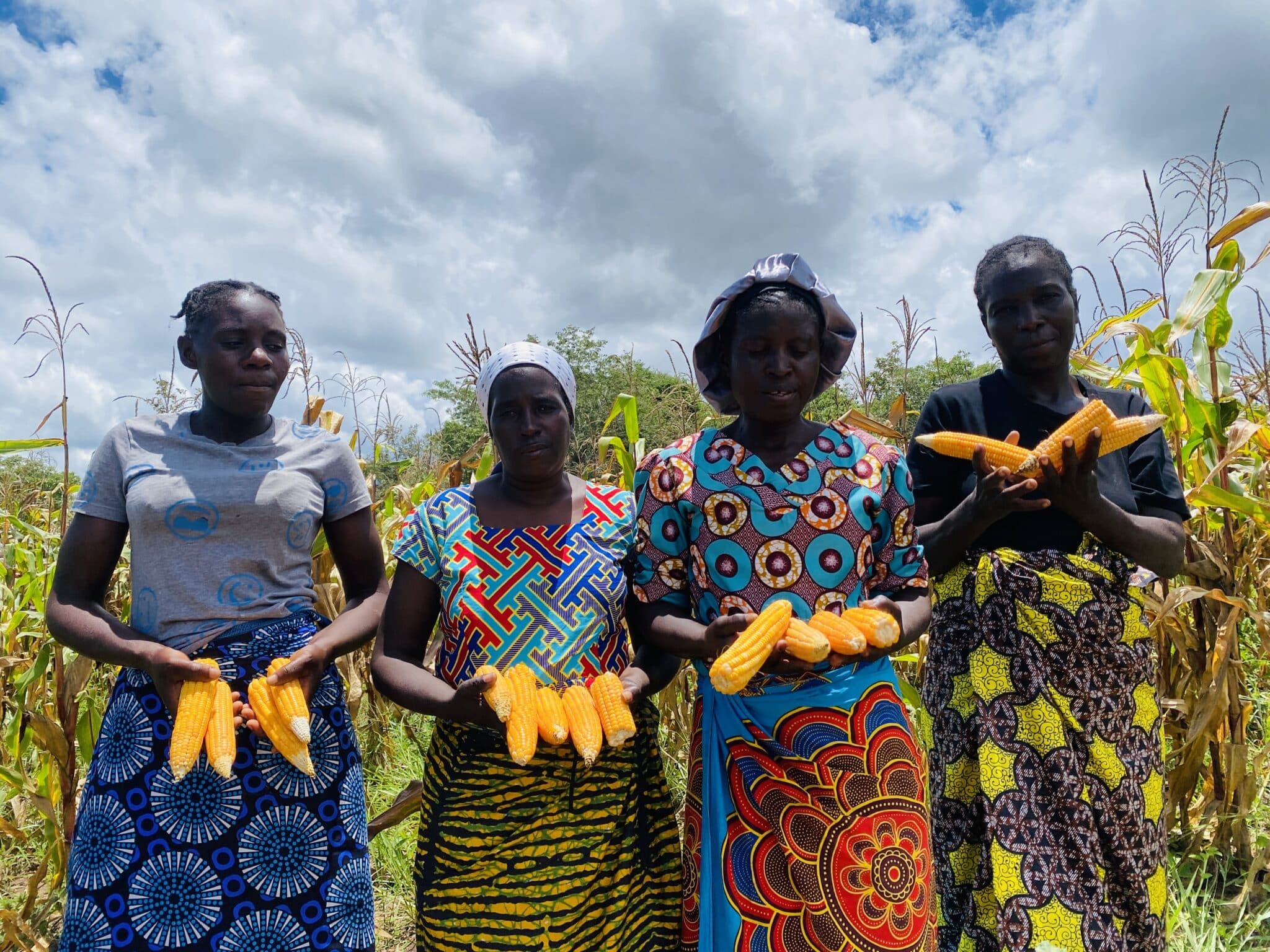 When the rains no longer follow the seasons, Zambian farmers adapt to ...